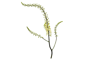 כמוסות קוהוש שחור | Actaea racemosa | ברא צמחים